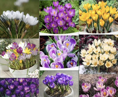 20 EXOTIC RARE CROCUS SEEDS for garden flower beds plant bush USA ...