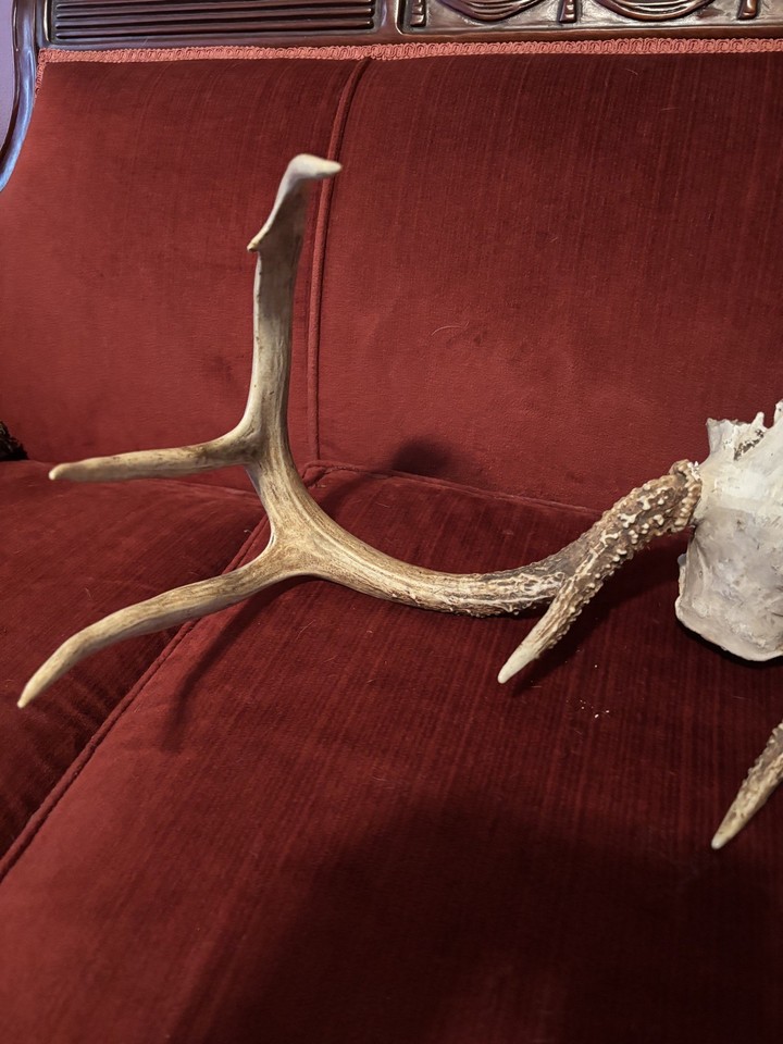 NICE 4x4 WHITETAIL DEER RACK 136" Antlers mule mount taxidermy elk ...