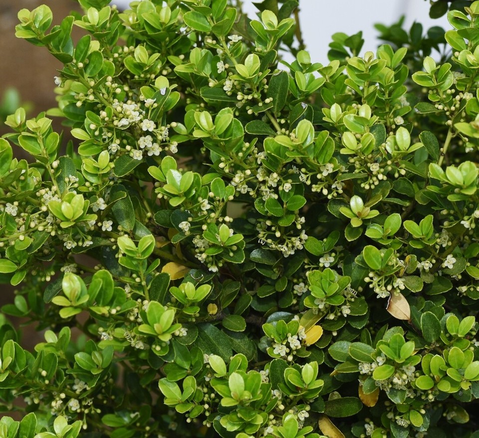 Ilex Crenata Evergreen Hedge Box leafed Japanese Holly, hedge plants ...