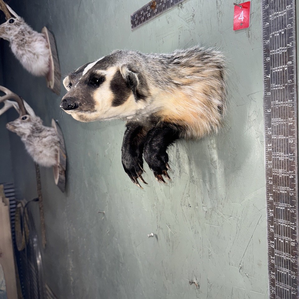 Beautiful Taxidermy Badger Wall Mount Man Cave Den Mount Coyote Bobcat Wyoming | eBay