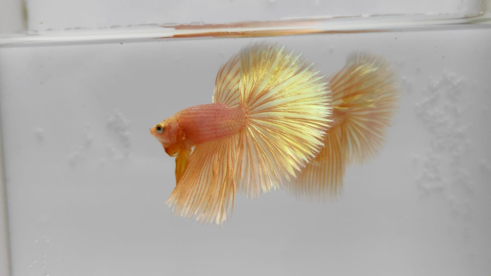HALFMOON GOLD betta fish male OR female / pair available new stock\ | eBay