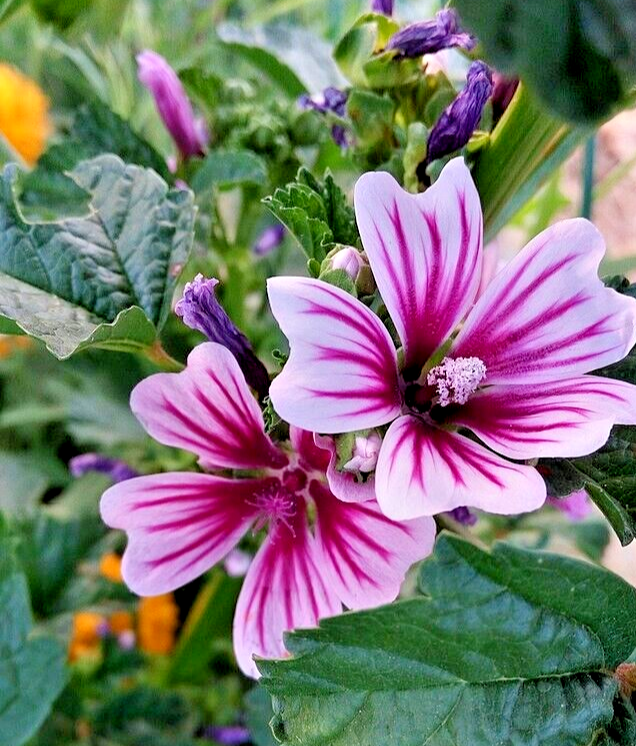 ZEBRA MALLOW 100 SEEDS, WHITE, ZEBRA STRIPED FLOWERS, HARDY, MALVA ...