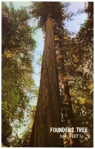 Postcard Founders Tree Redwood Forest Giant Tree Weott, California | eBay