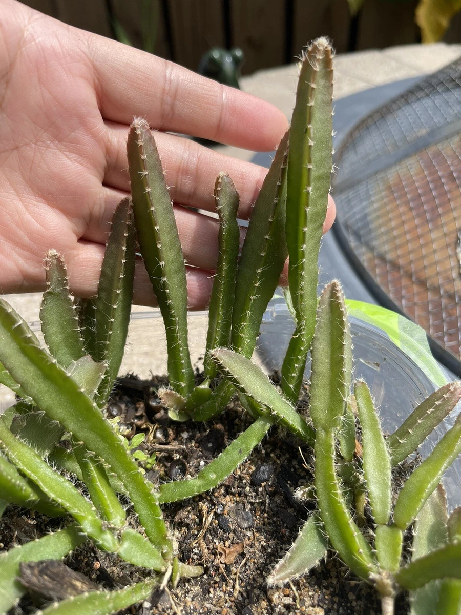 Yellow Dragon Fruit Plant