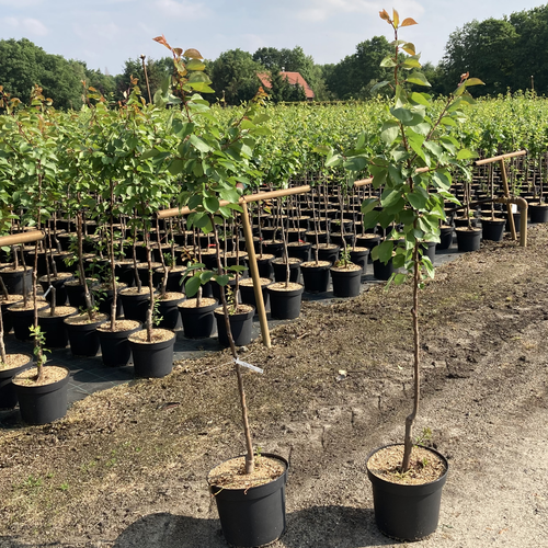 Obstbaum als Busch Aprikose Kirsche Apfel Pfirsich 120-150cm inkl ...