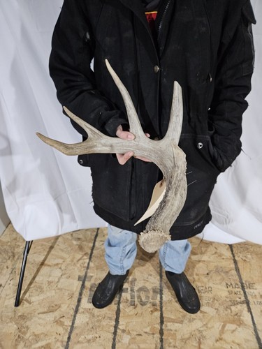 Wild Whitetail Deer Antler Shed Horn Rack Decor 5 Point 65" Man Cave ...