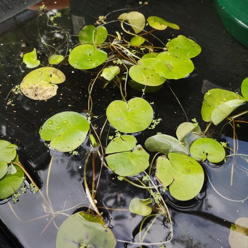 Frogbit Floating JUST DROP IN Hydrocharis lily type Water Plant ...