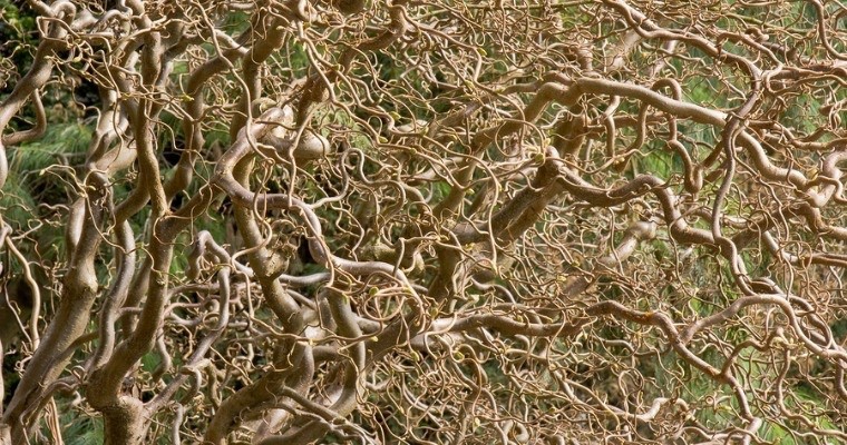 10 x willow cuttings. Salix Tortuosa (Corkscrew/Curly Willow/contorted ...