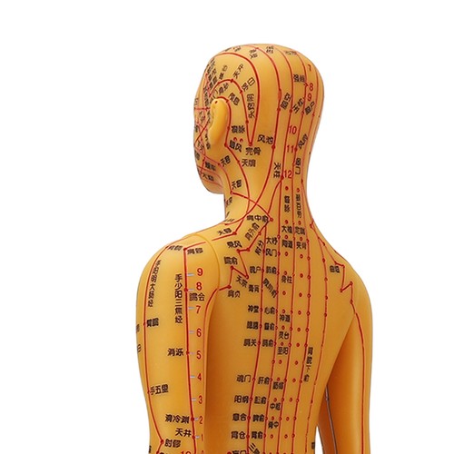 20.9in Acupuncture Female Model High Definition Clear Chinese Human ...