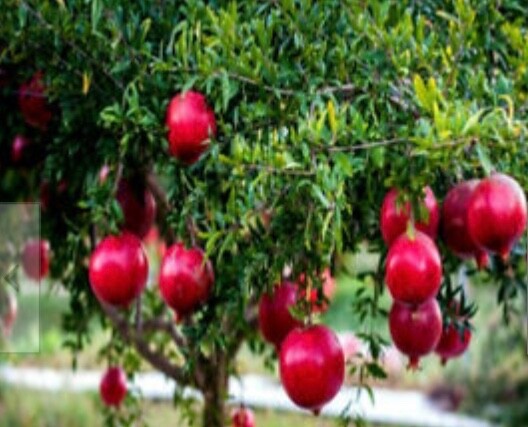 50PCS DWARF POMEGRANATE TREE SEEDS PUNICA GRANATUM NANA GARDEN FRUIT ...