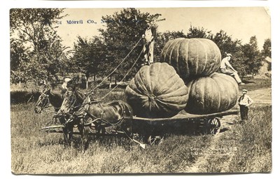 1909 Morrill Co. Nebraska Exaggeration Squash Pumpkins Real Photo ...