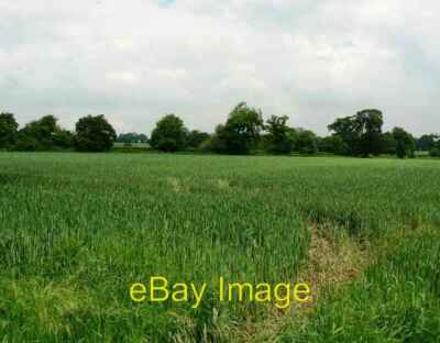 Photo 6x4 Wheat in the spring - off Oliver's Lane Bramley/SU6559 c2008 ...
