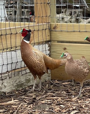 10+ Ringneck Pheasant Mutation Eggs-Buff | eBay