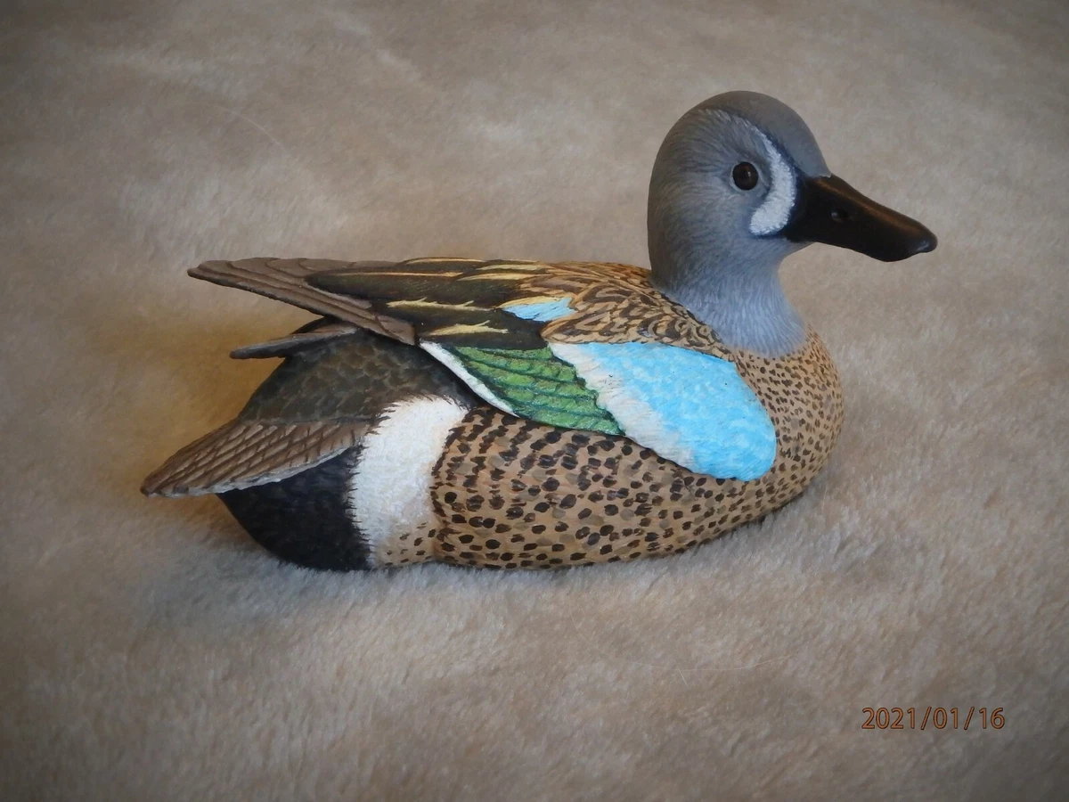Drake Blue Wing Teal