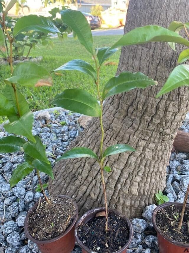 GREEN STAR APPLE SEEDLINGS 12" to 15" TALL (CHRYSOPHYLLUM CAINITO ...