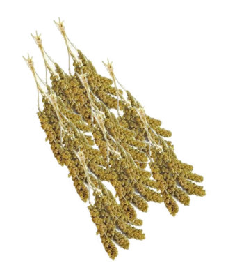 MILLET SPRAY 500g Millet Sprays Approx FOR ALL CAGE BIRDS Budgies Etc ...