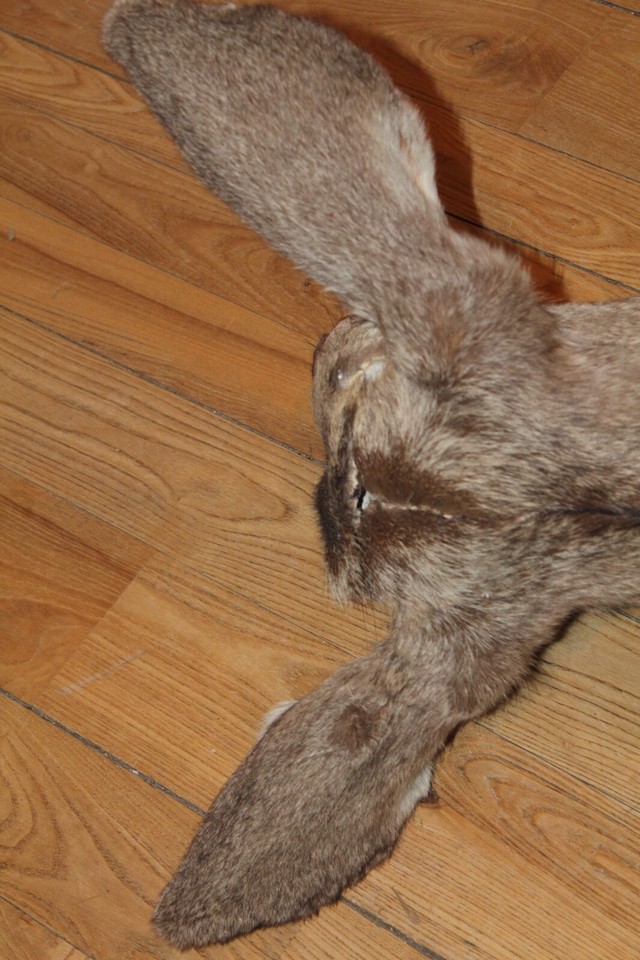 Mule Deer Head Shoulder Mount Taxidermy Mount Antler Hunt Whitetail ...