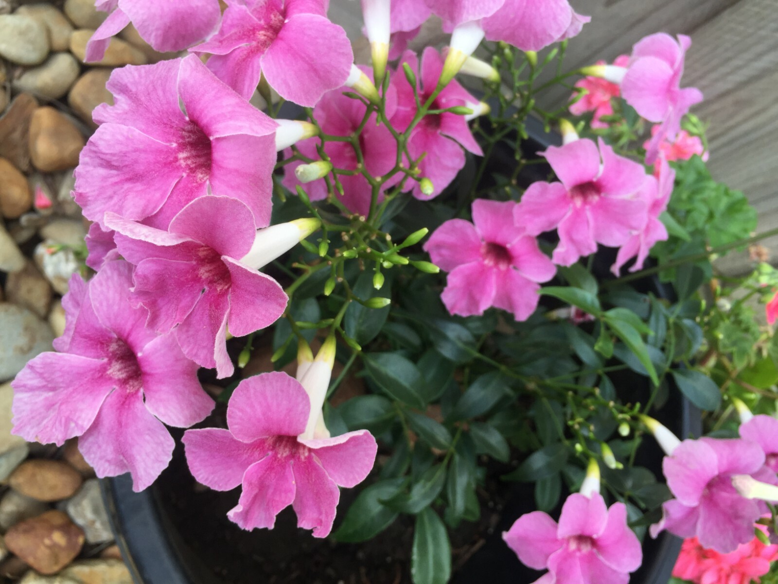 Pandorea jasminoides Vine Climber Plant - Flowers: Rosy Deep Pink Large ...