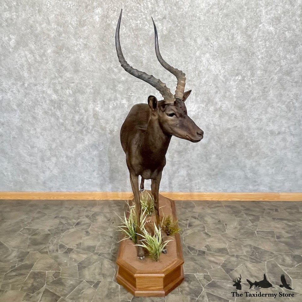 #27726 WC* | Chocolate (Black) Impala Life Size Taxidermy Mount For ...