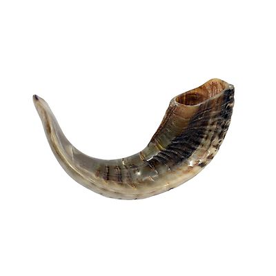 Sale For Natural Ram Rams Horn Shofar Shofars 12''-14 Kosher Chofar ...