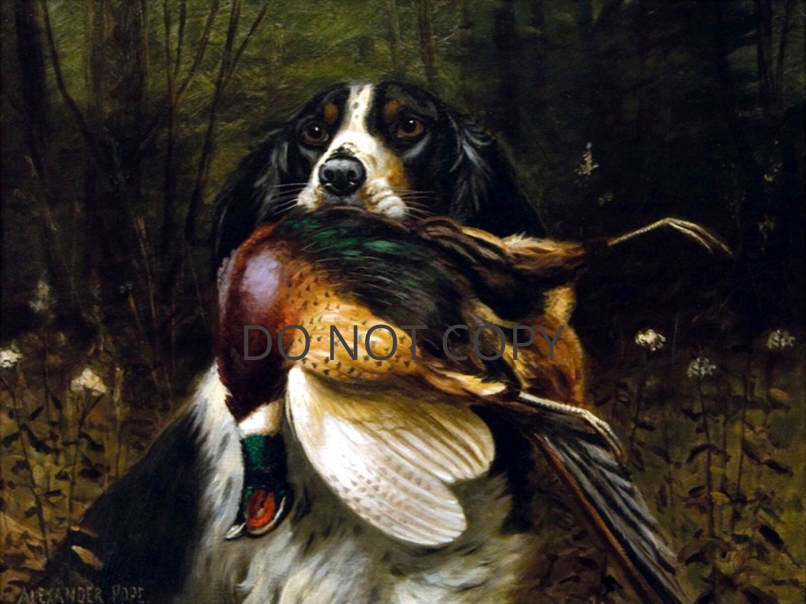 ANTIQUE HUNTING REPRO PHOTO PRINT ENGLISH SETTER RETRIEVING ROOSTER ...