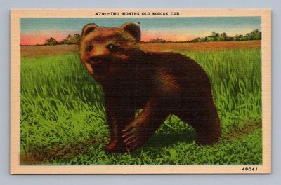 Vintage Alaska Postcard KODIAK Island Bear Cub Wildlife Animal 1930s | eBay