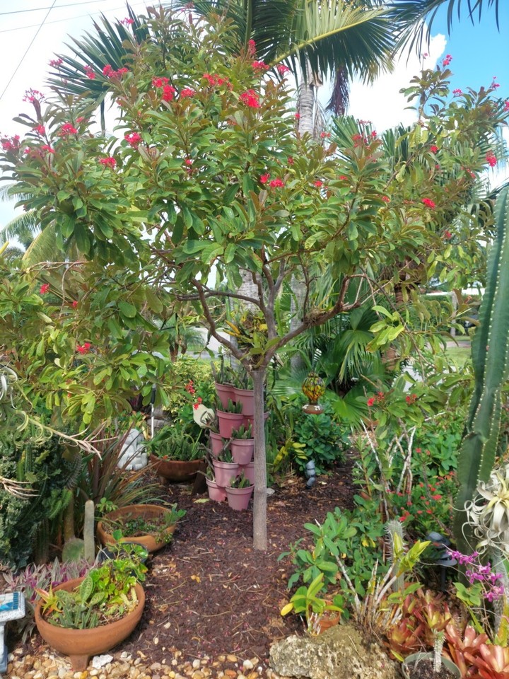 RED Dwarf Jatropha Integerrima Peregrina Sub-Tropical Flowers 5 ...