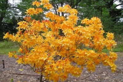 FANTASTIQUE~~Aromi Azalea Rhododendron Deciduous SMALL Starter Plant ...