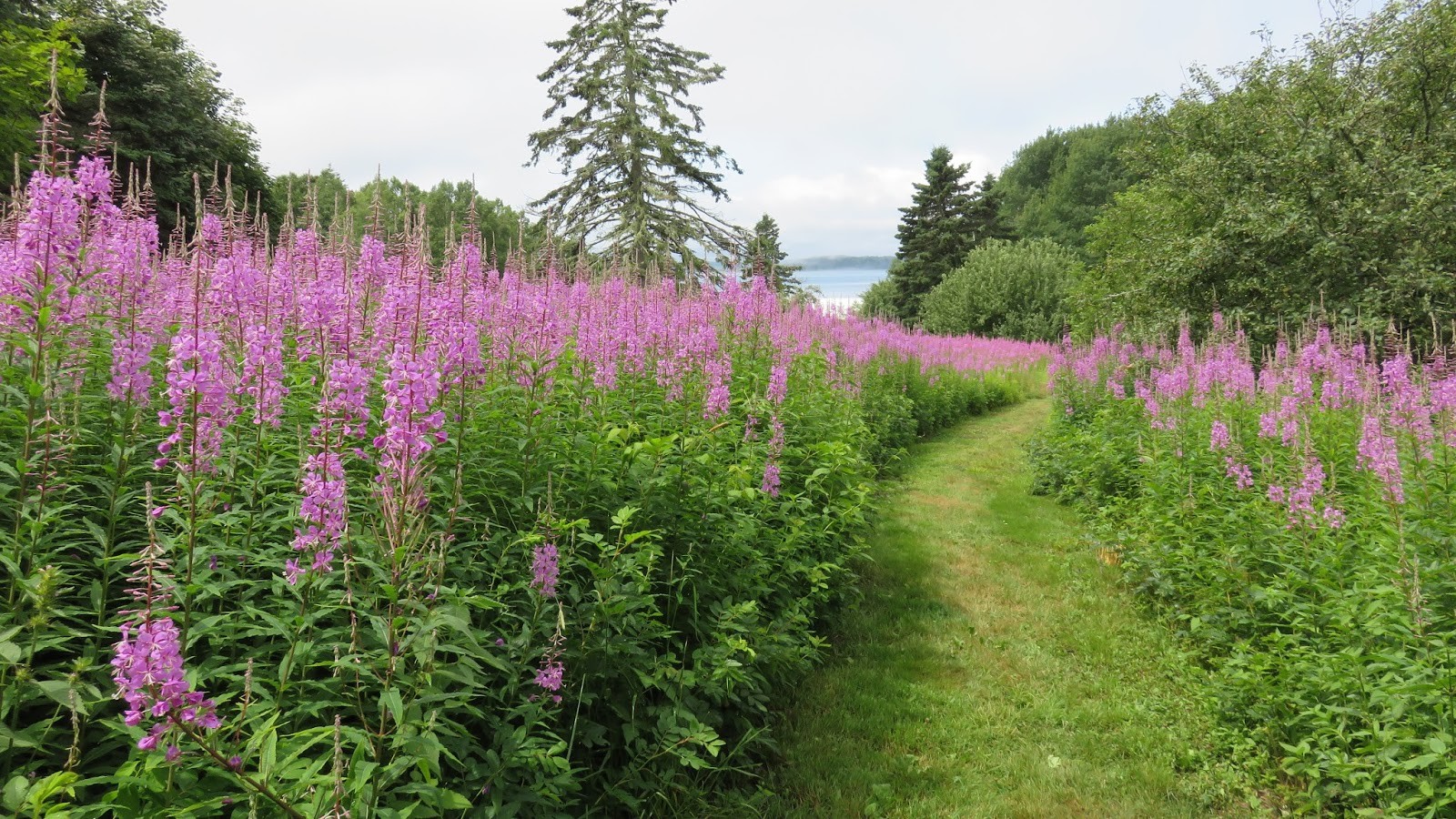 301+FIREWEED Seeds Rosebay Willow Herb YANAGIRAN Native Medicinal ...