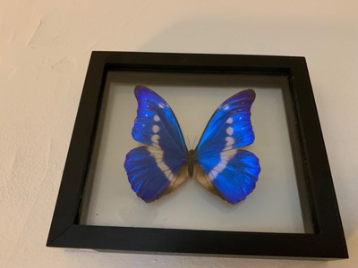 Real Framed Blue Morpho Helena Butterfly - 8"x7" Mount | eBay