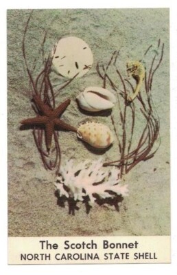 THE SCOTCH BONNET NORTH CAROLINA OFFICIAL STATE SHELL VTG CHROME PC | eBay