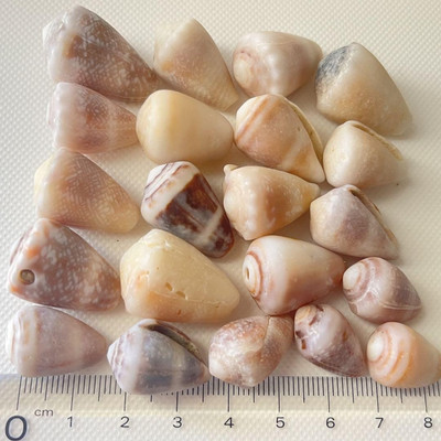Cone Shell japanese sea Shells of Okinawa | eBay