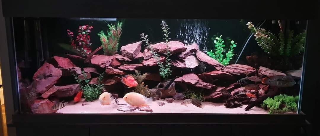 5 foot fish tank | eBay UK