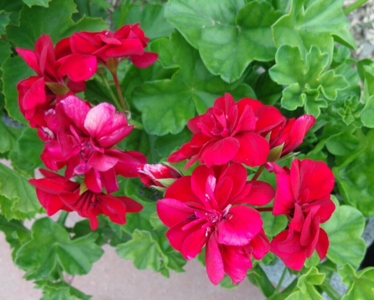 Red Ivy Plant