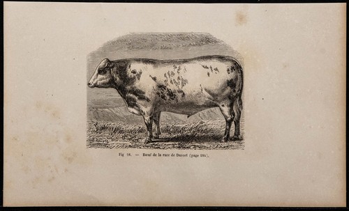 1860 - Durcet Cattle - Antique Engraving & Cattle - France | eBay UK