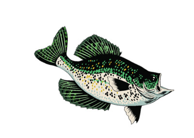 Crappie White Perch Fish Fishing BASS BOAT VINYL TRUCK WINDOW STICKER ...