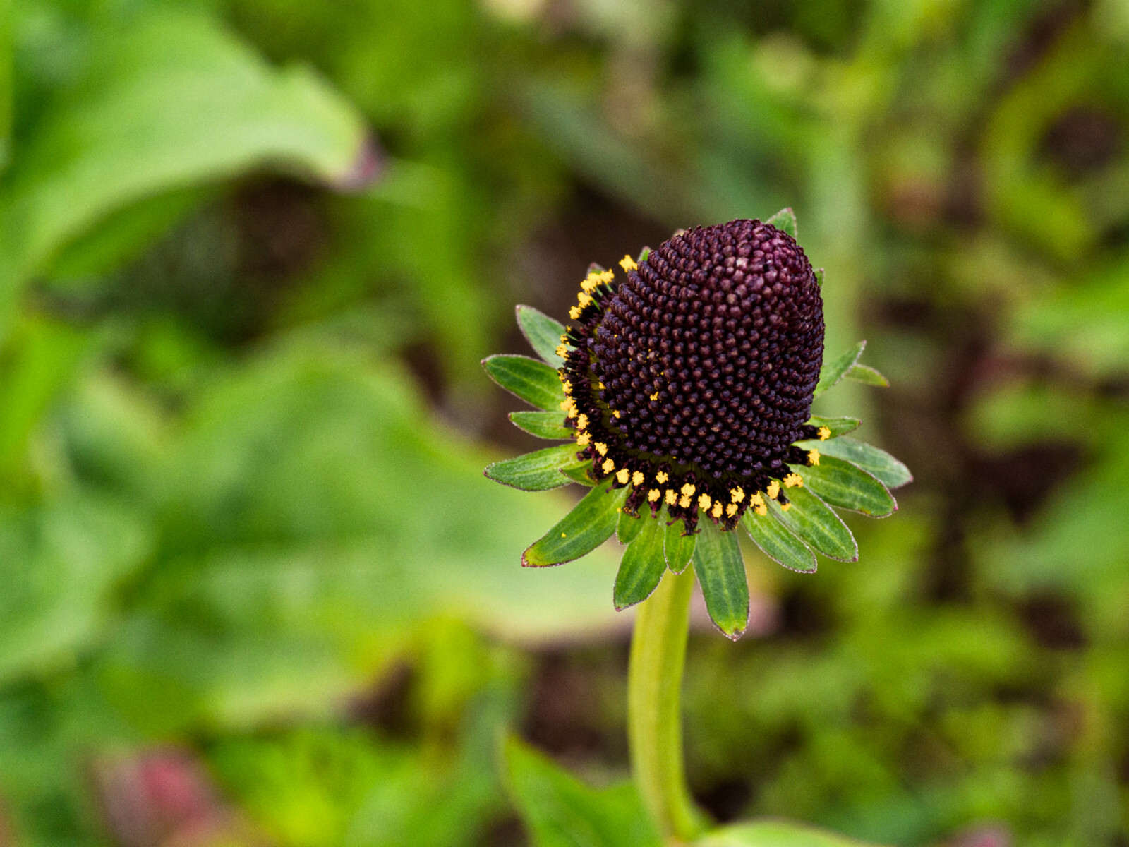30 WESTERN CONEFLOWER Rudbeckia Occidentalis Green Wizard Black Flower ...