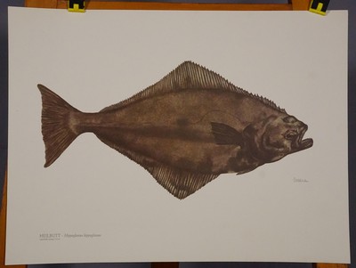 Zoology Poster Mural Chart Food Fish Halibut Turbot | eBay