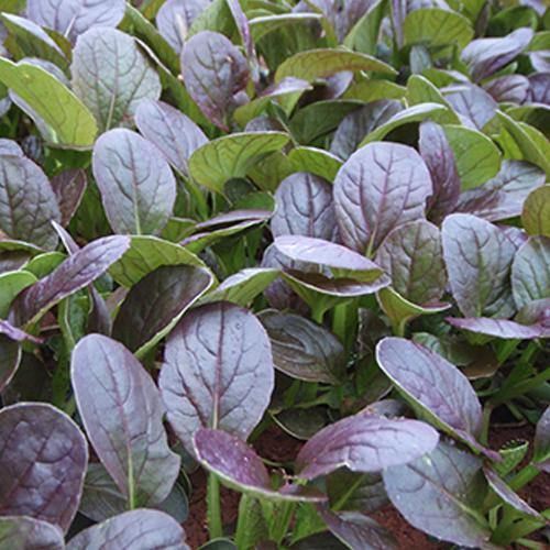 TATSOI Deep Purple F1 50 seeds Autumn Winter Vegetable garden Easy grow ...