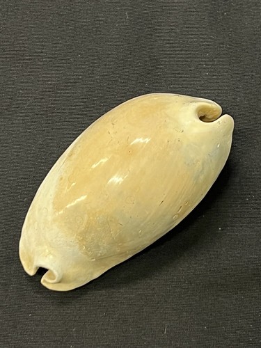 EXTINCT Fossilized COWRIE Shell From Central Florida - Pliocene Era. | eBay