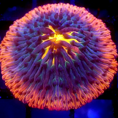 RAINBOW Plate Coral 1.5" WYSIWYG - Indigo Corals - #68 | eBay