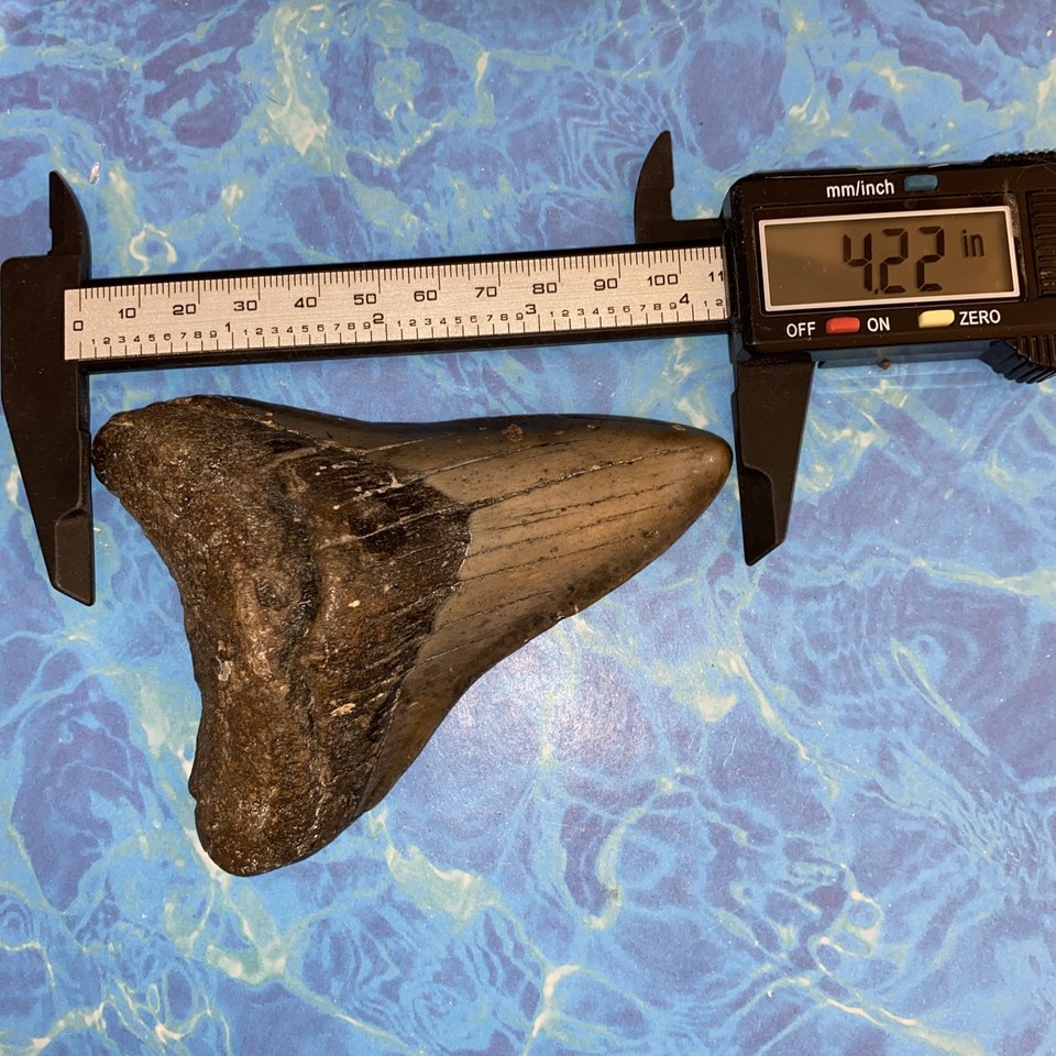 MEGALODON SHARK TOOTH 4.24” HUGE TEETH MEG SCUBA DIVER DIRECT FOSSIL NC ...