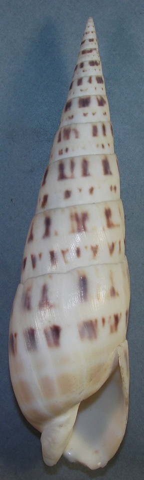 TEREBRA MACULATA 174.91mm BEAUTIFUL XL SPECIMEN Vicinity of Cebu City ...