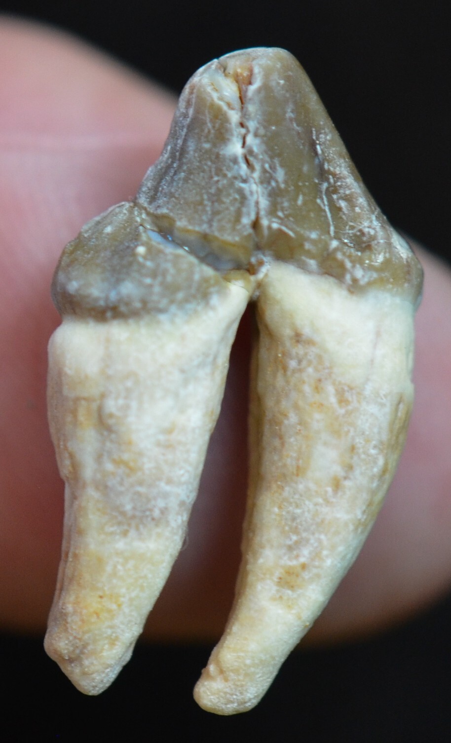 Rare Large Dog Associated Teeth, Daphoenus felinus, Fossils, Oligocene ...