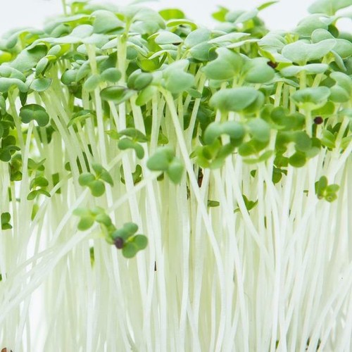 Organic Mustard Cress / Salad Rape - Microgreens Seeds 3500 seeds 1st ...
