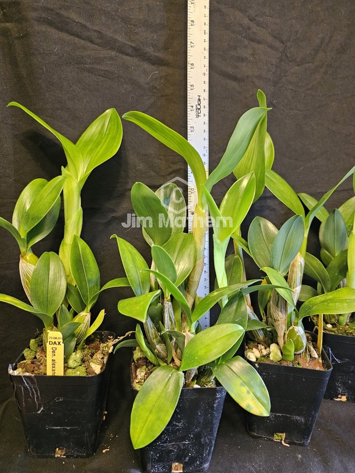 Dendrobium alexandrae. Blooming size dendrobium orchid species. | eBay