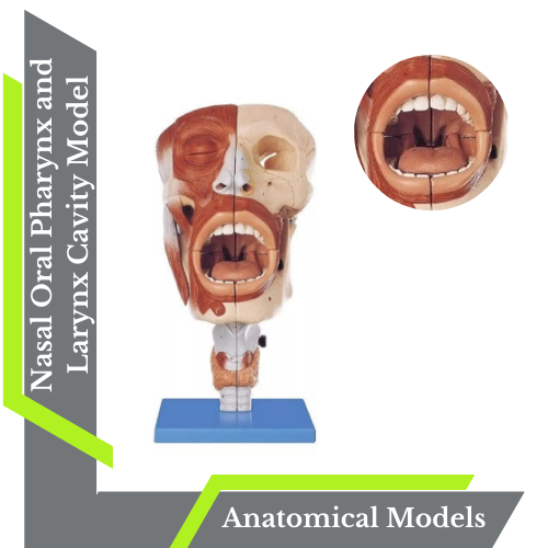 Human Nasal Oral Pharynx and Larynx Cavity Model | eBay