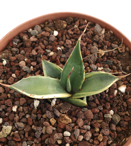 Agave asperrima VARIEGATED - Variegated rough agave | eBay
