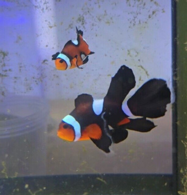 Longfin Black Photon Clownfish * Pair * Live Fish * AJ's Aquariums | eBay