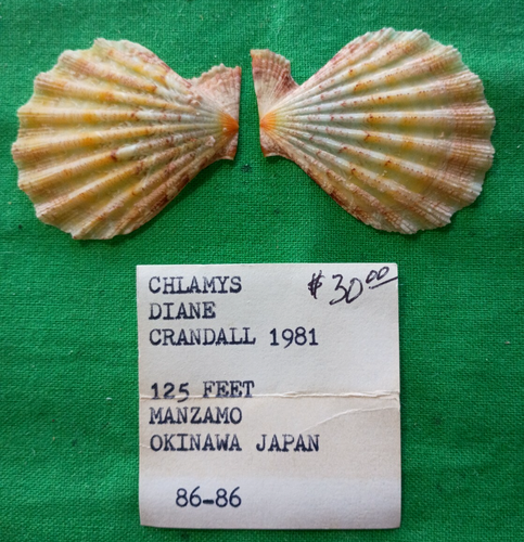 Chlamys dianae #R1300 Japan 38mm | eBay